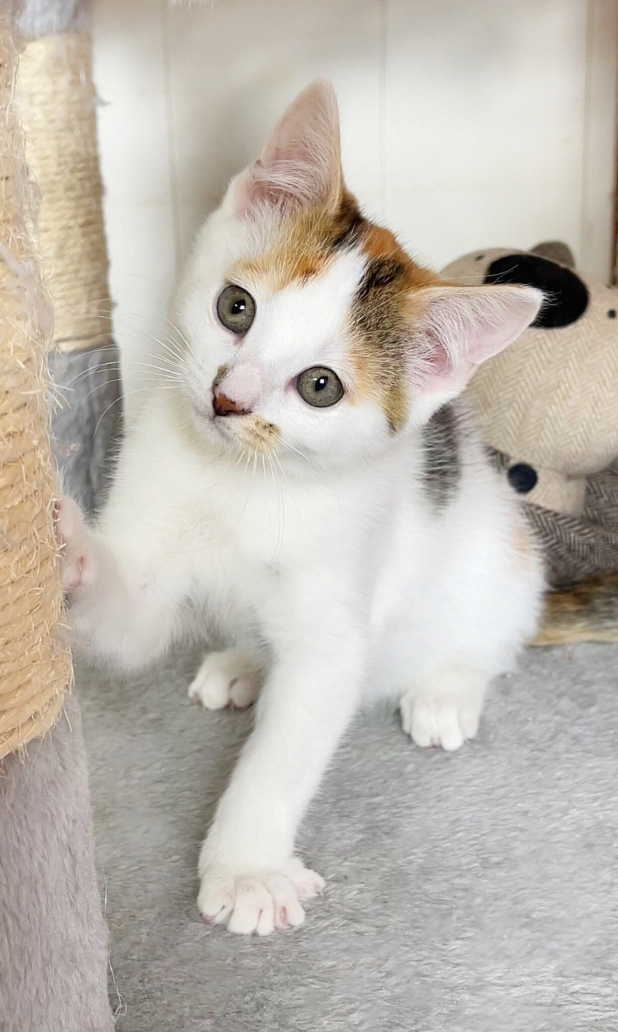 Adoptie – Stichting Kittenplace