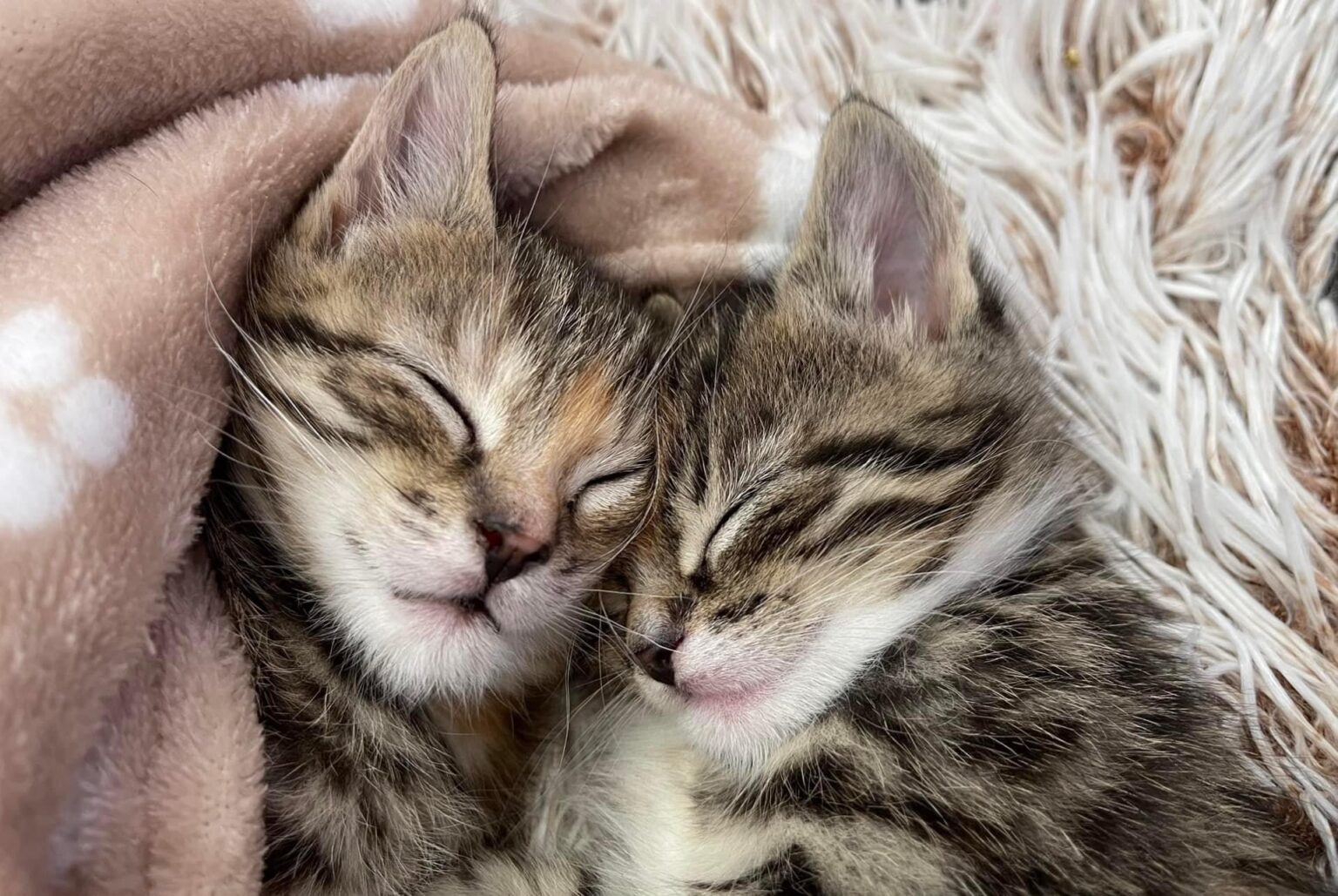 Adoptie – Stichting Kittenplace