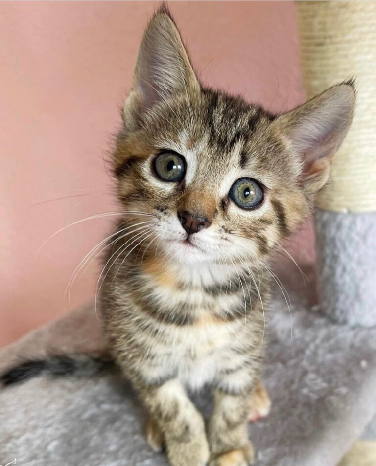 Adoptie – Stichting Kittenplace